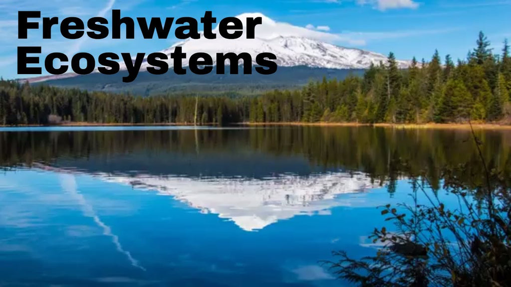 Freshwater Ecosystem 19,600+ Freshwater Ecosystem Stock Photos,
